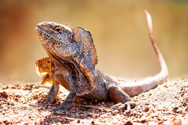 Studypages - Studying Fungal Pathogens on the Skin of Healthy Pet Lizards