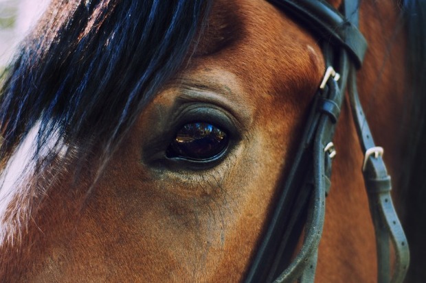 Studypages - Understanding the genetics causing ocular squamous cell ...