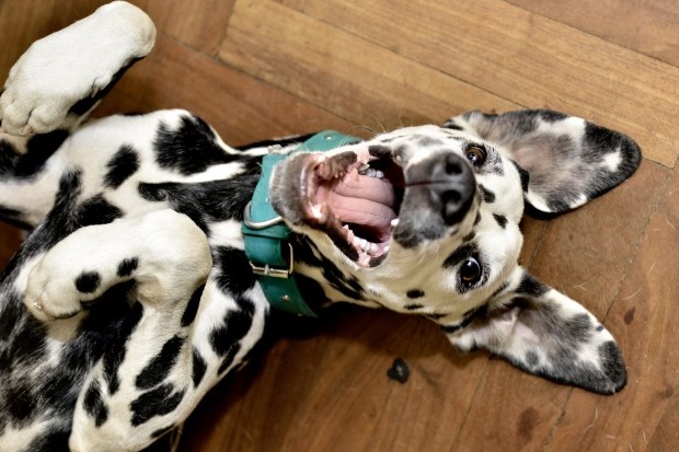 Studypages - Assessing a new treatment for chylothorax in dogs
