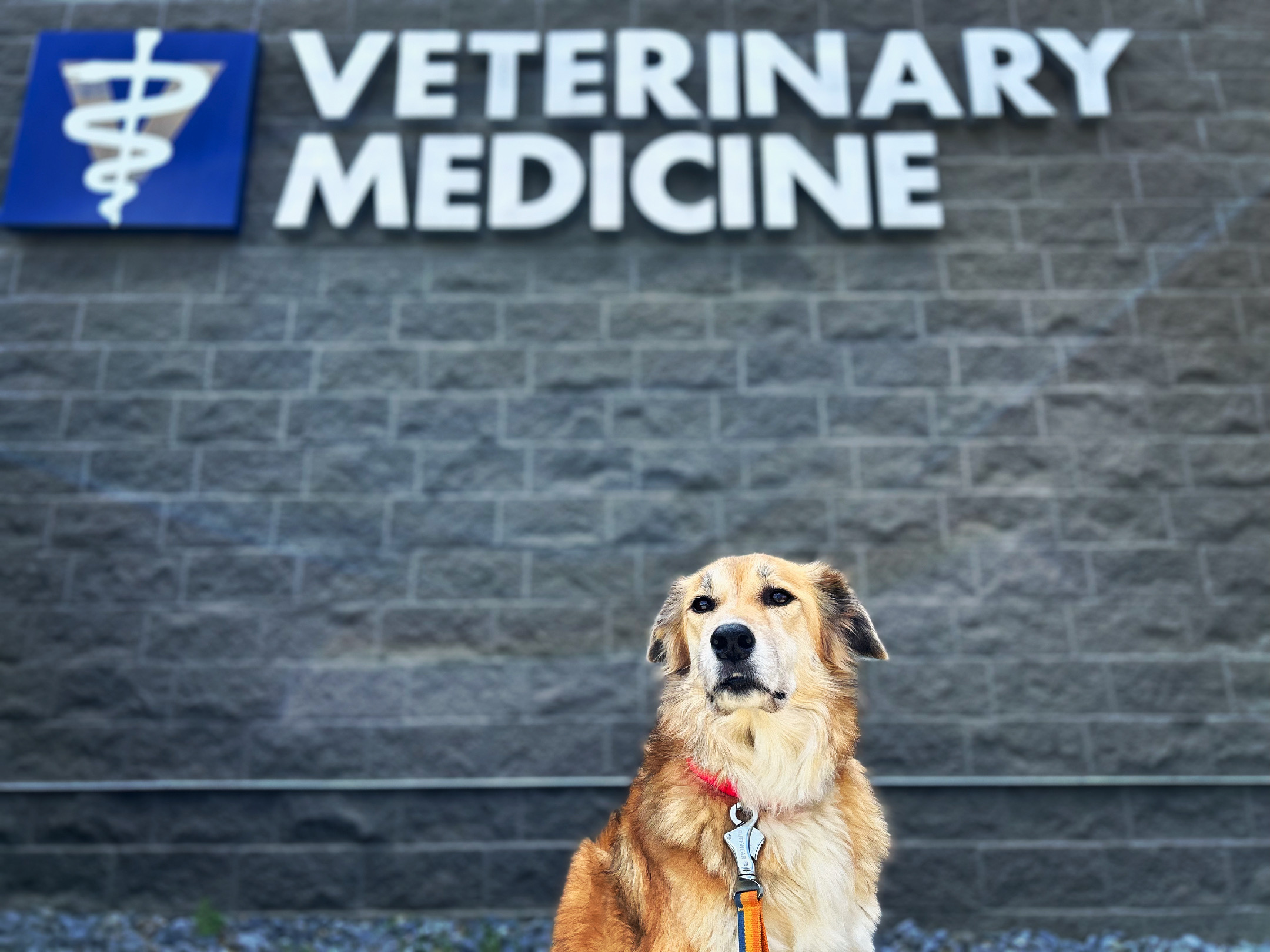 Studypages - Innovative Immunotherapy for Canine Lung Metastases: The ...