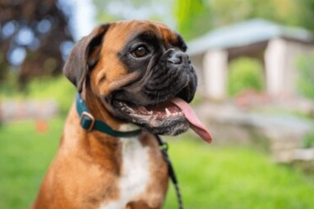 Studypages - Combination Therapy with Gilvetmab and Toceranib in Dogs ...