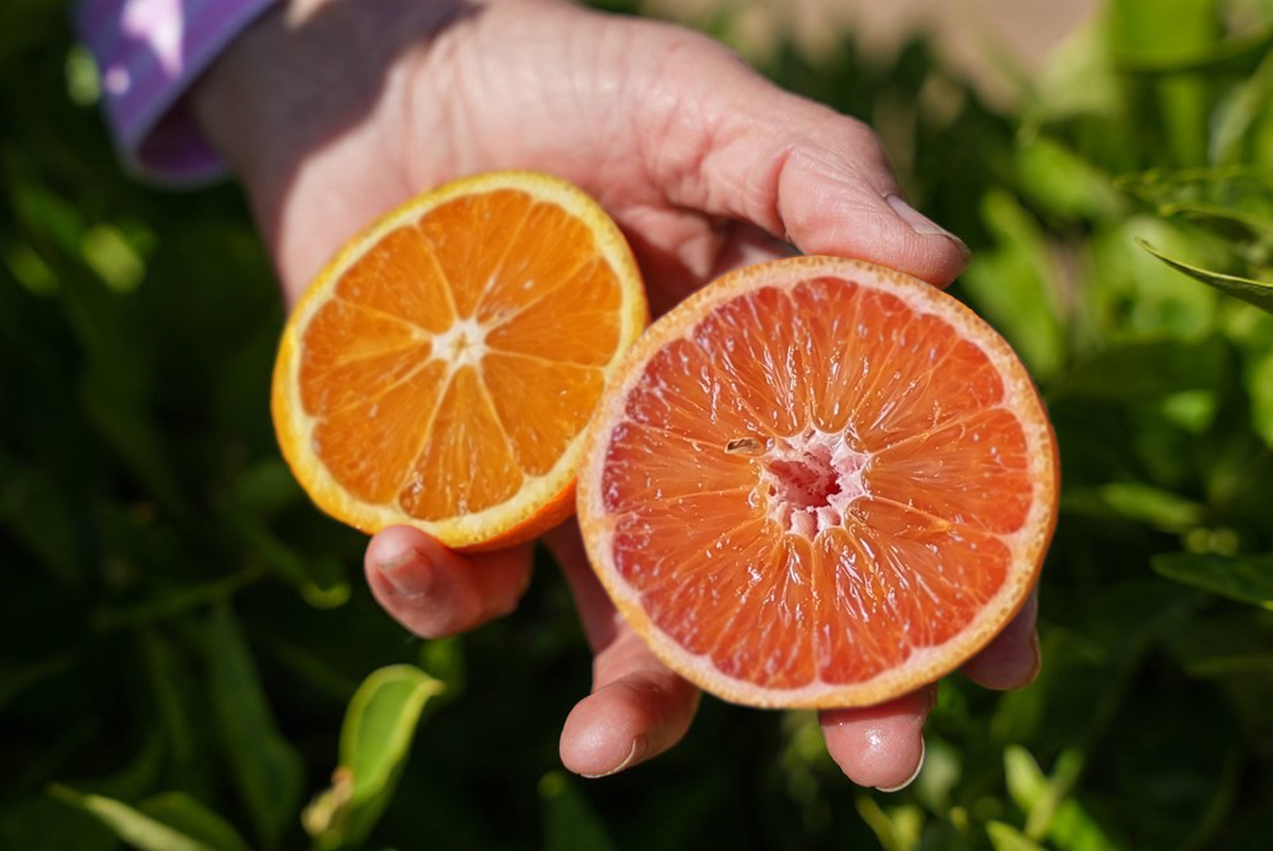 Studypages - Join this study evaluating the antioxidant and anti ...