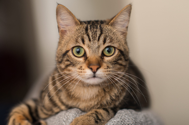 Studypages - Investigating injection site reactions in cats treated ...